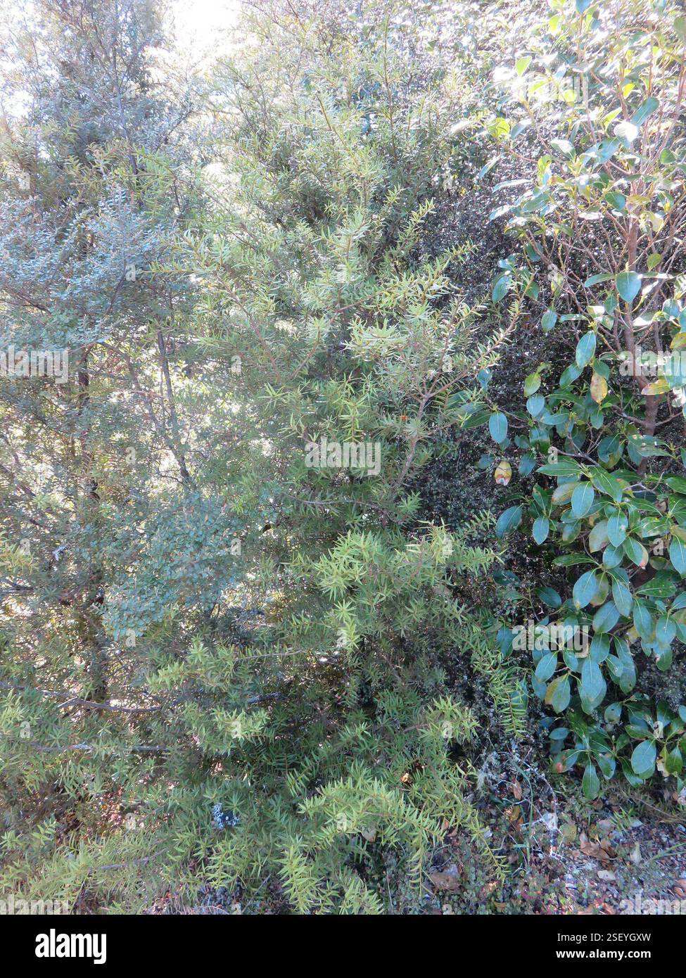 Tōtara (Podocarpus totara), Plantae, Manapouri 9679, New Zealand Stock ...