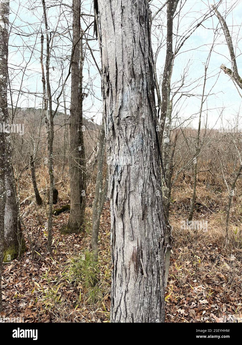 shagbark hickory (Carya ovata), Plantae, North Carolina, US, Bottom of ...