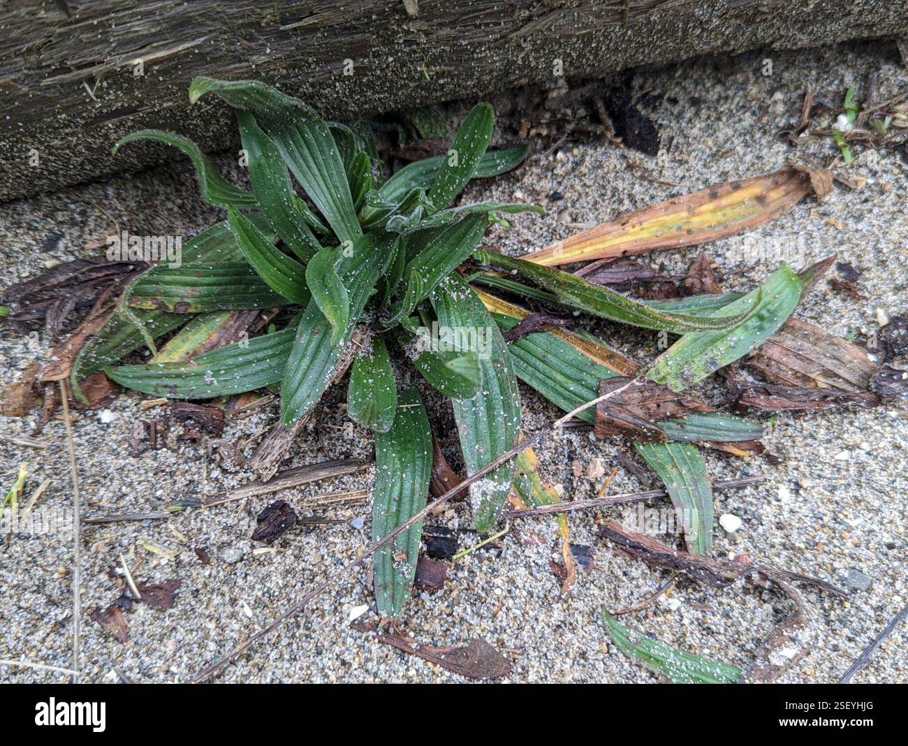 ribwort plantain (Plantago lanceolata), Plantae, West End, Vancouver ...