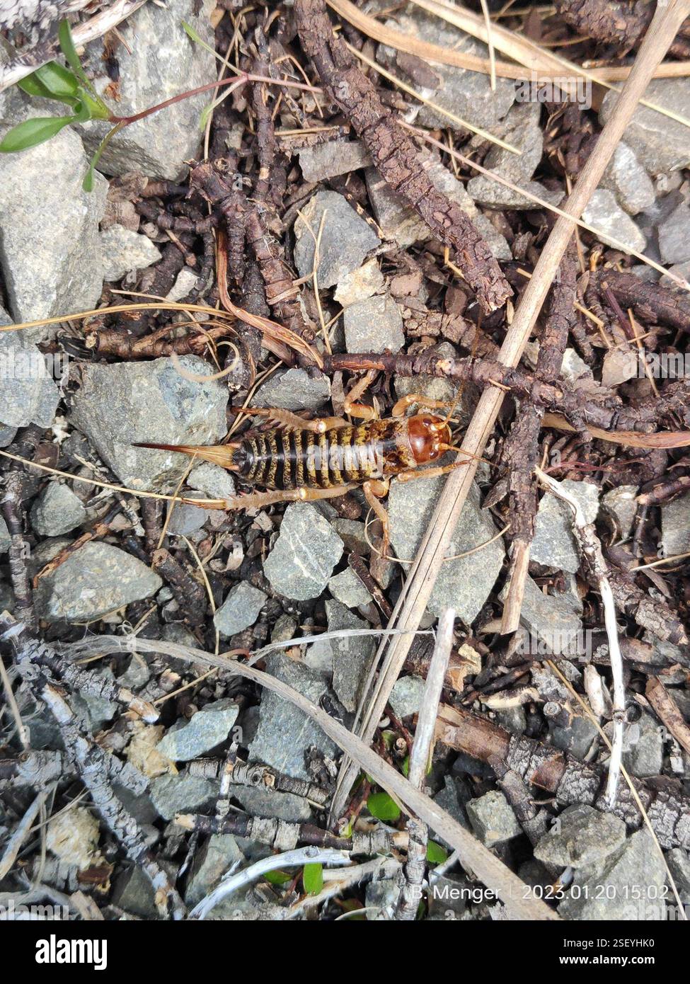 Mountain Stone Weta (Hemideina maori), Insecta, Korowai Torlesse ...
