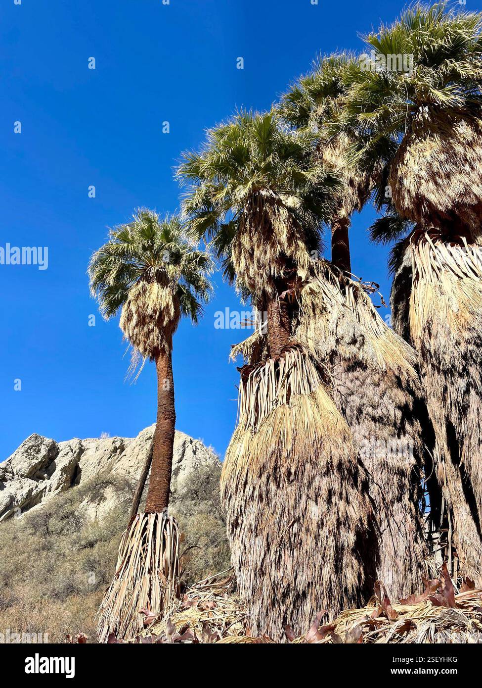 California fan palm (Washingtonia filifera), Plantae, Indio Hills Palms ...