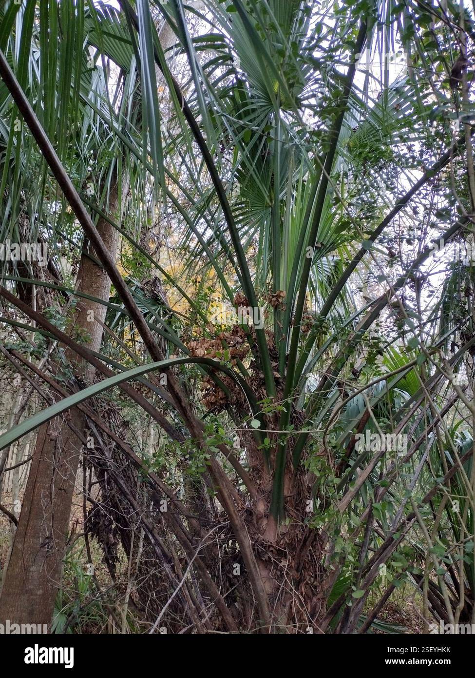 cabbage palmetto (Sabal palmetto), Plantae, Florida, US Stock Photo - Alamy