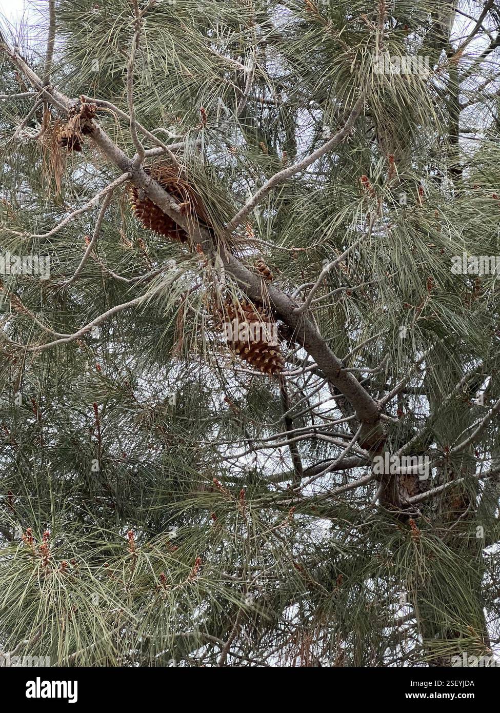 gray pine (Pinus sabiniana), Plantae, Los Angeles County, CA, USA Stock ...