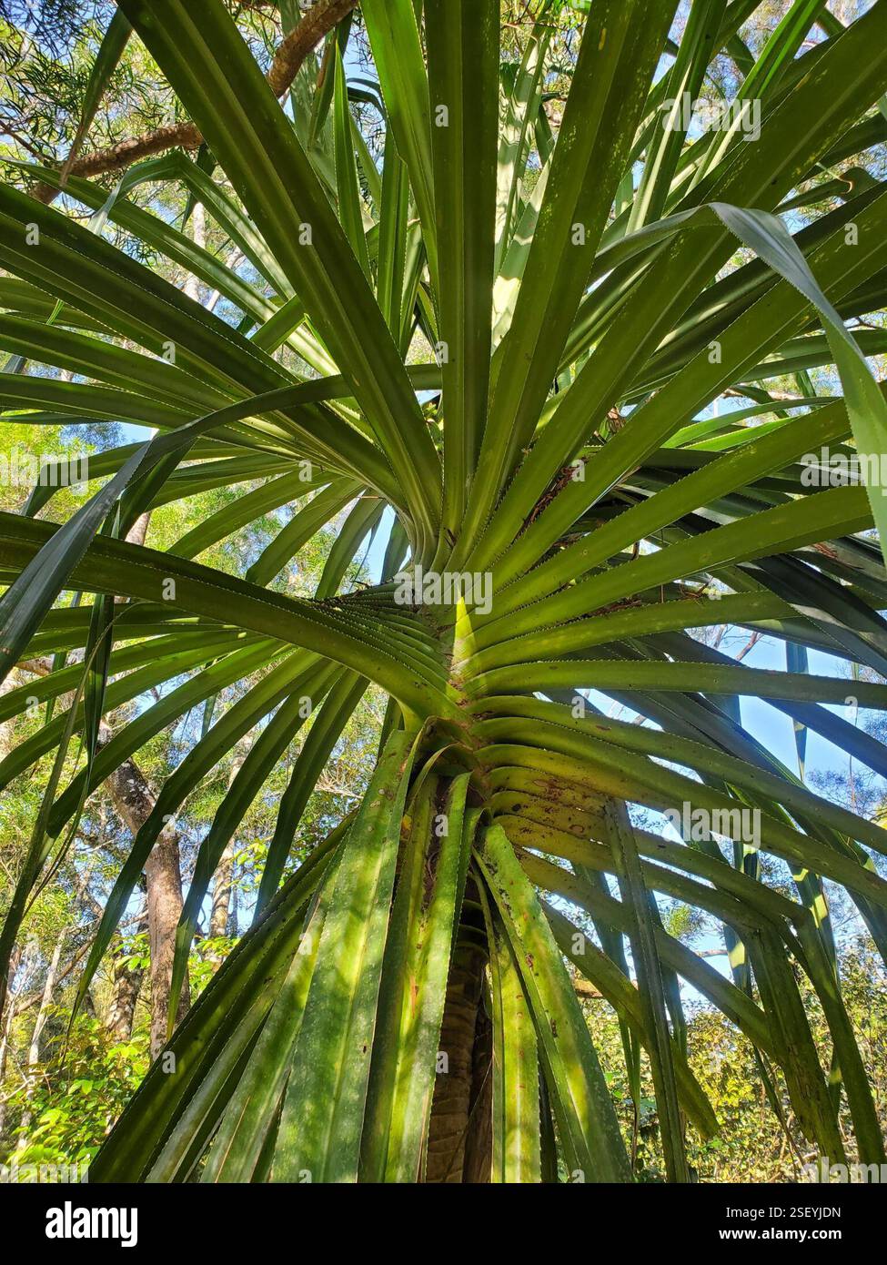 thatch screwpine (Pandanus tectorius), Plantae, Twin Falls Maui ...