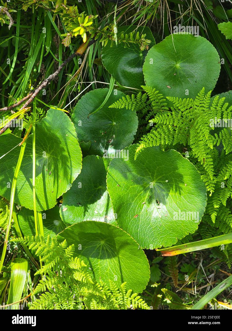Mount Cook lily (Ranunculus lyallii), Plantae, Glenorchy 9372, New ...