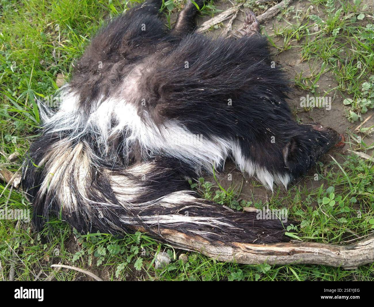 Striped Skunk (Mephitis mephitis), Mammalia, Merced National Wildlife ...