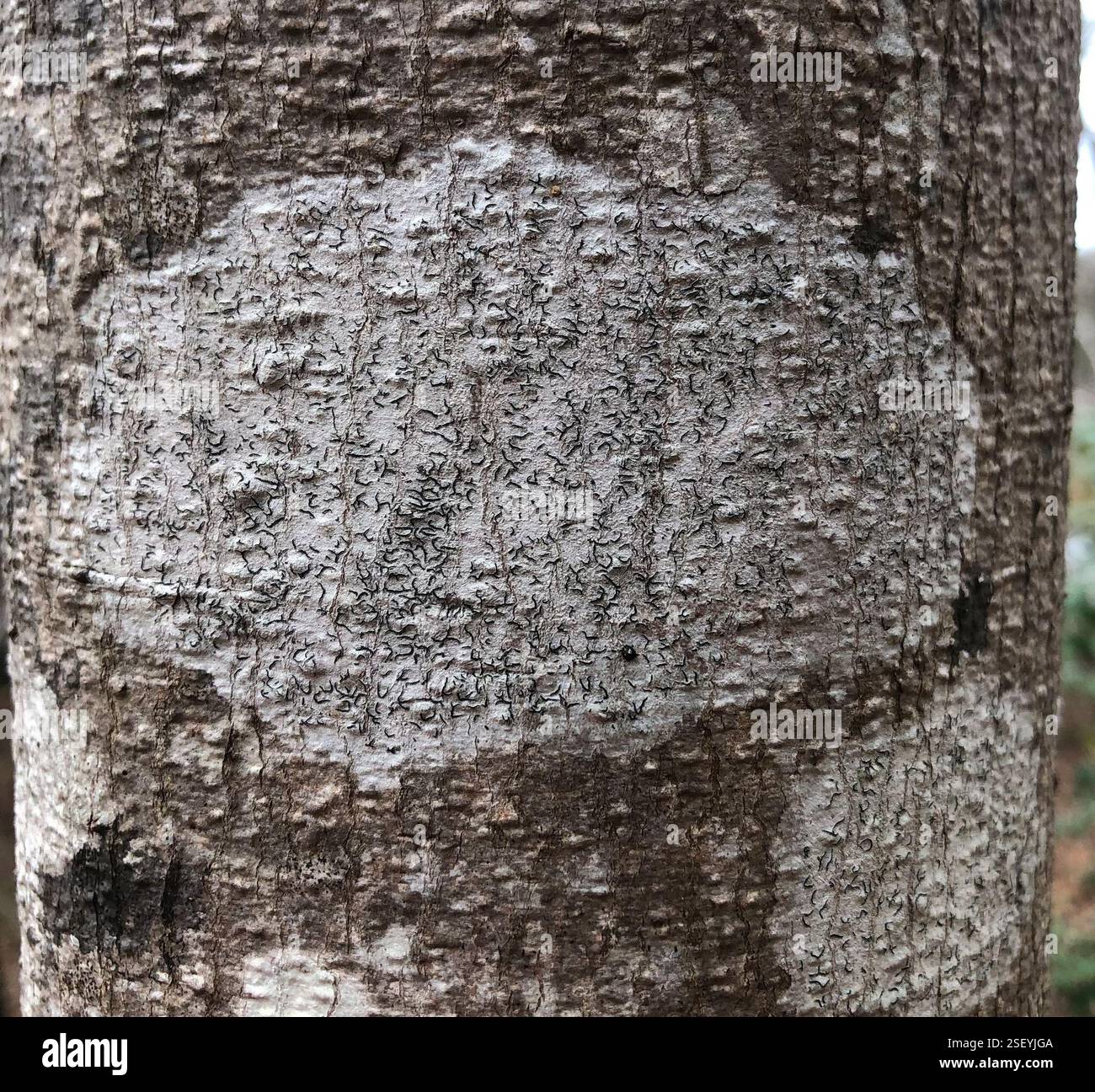 Common Script Lichen (Graphis scripta), Fungi, Hickory, NC, US Stock ...