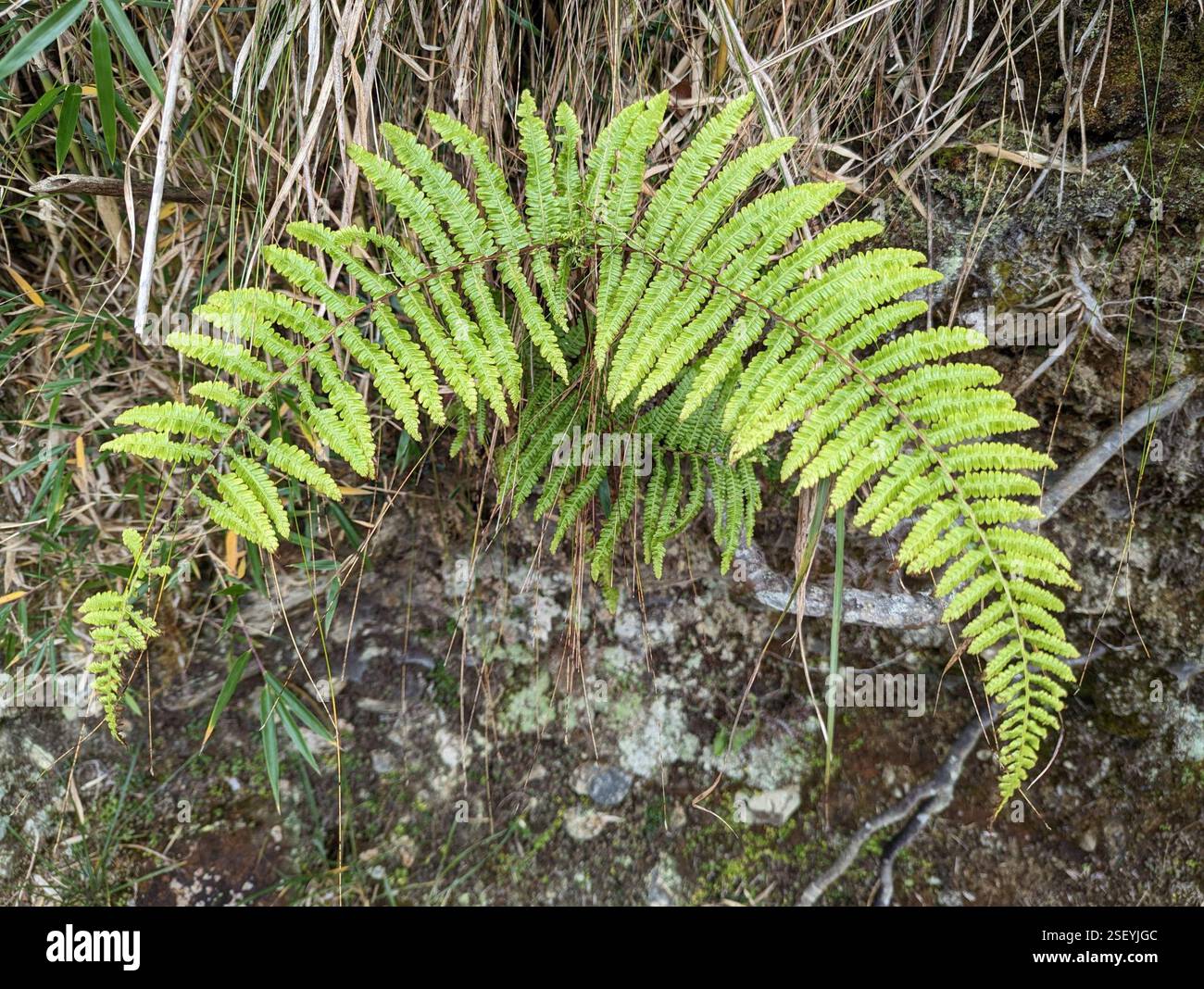 urajiro (Diplopterygium glaucum), Plantae, 424, Taiwan, Taichung City ...
