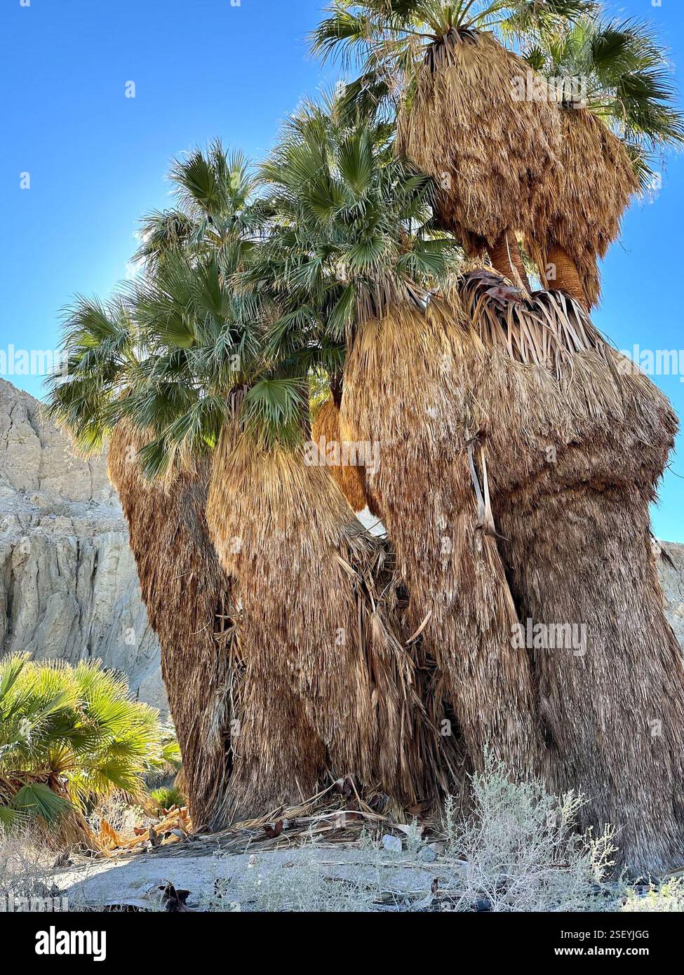 California fan palm (Washingtonia filifera), Plantae, Indio Hills Palms ...