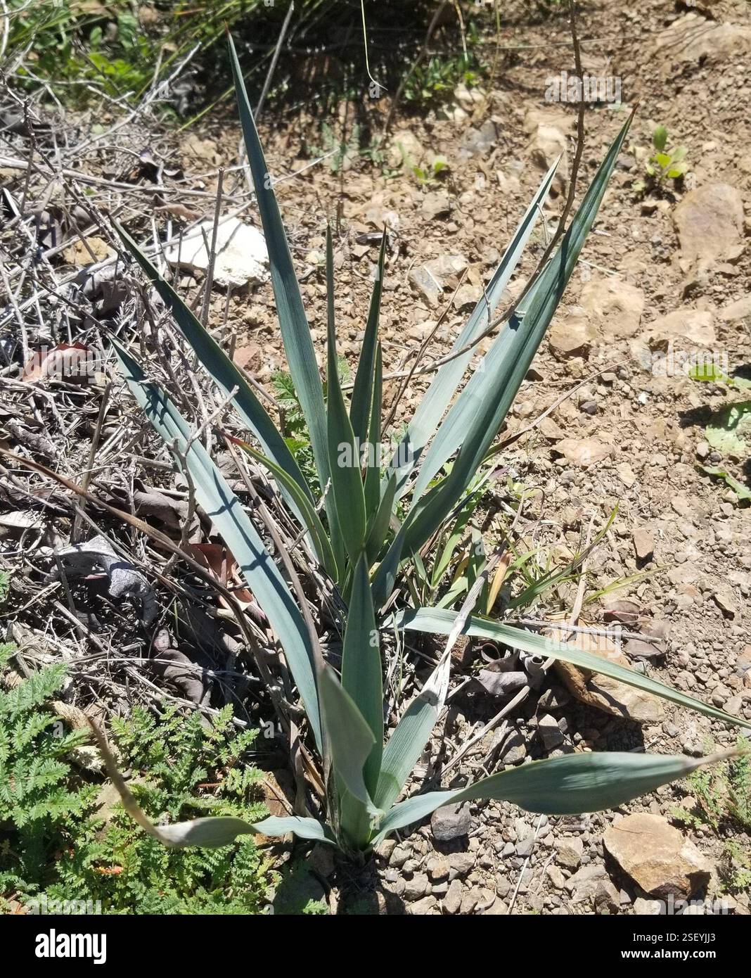 chaparral yucca (Hesperoyucca whipplei), Plantae, Malibu, CA 90265, USA ...
