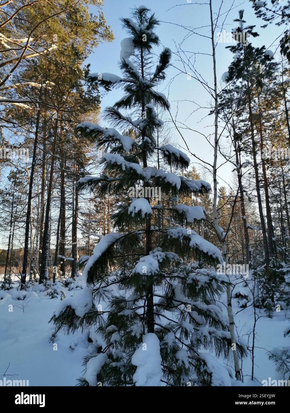 Siberian pine (Pinus sibirica), Plantae, Иркутская обл., Россия, 665490 ...