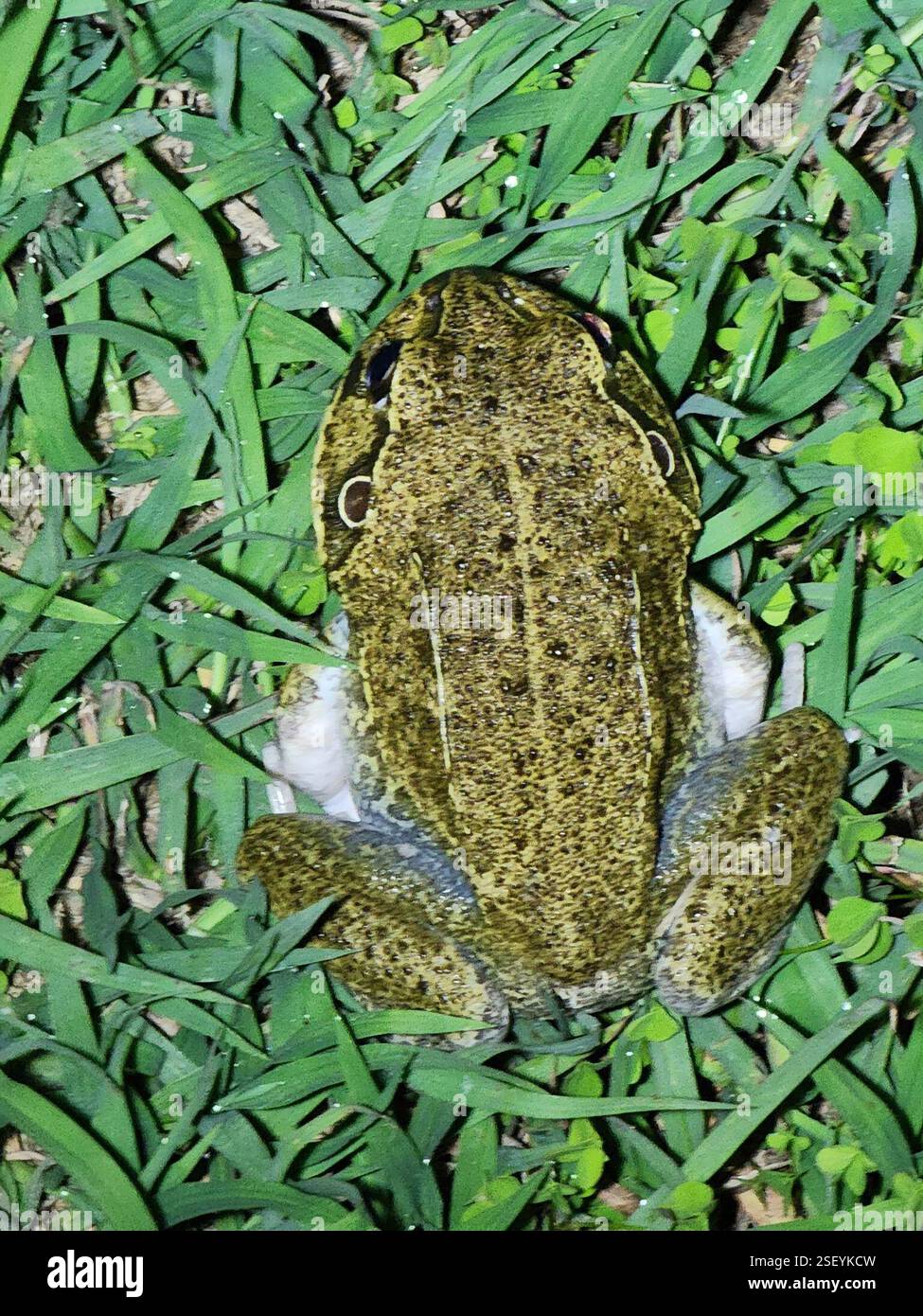 New Holland Frog (Ranoidea novaehollandiae), Amphibia, Bouldercombe QLD ...
