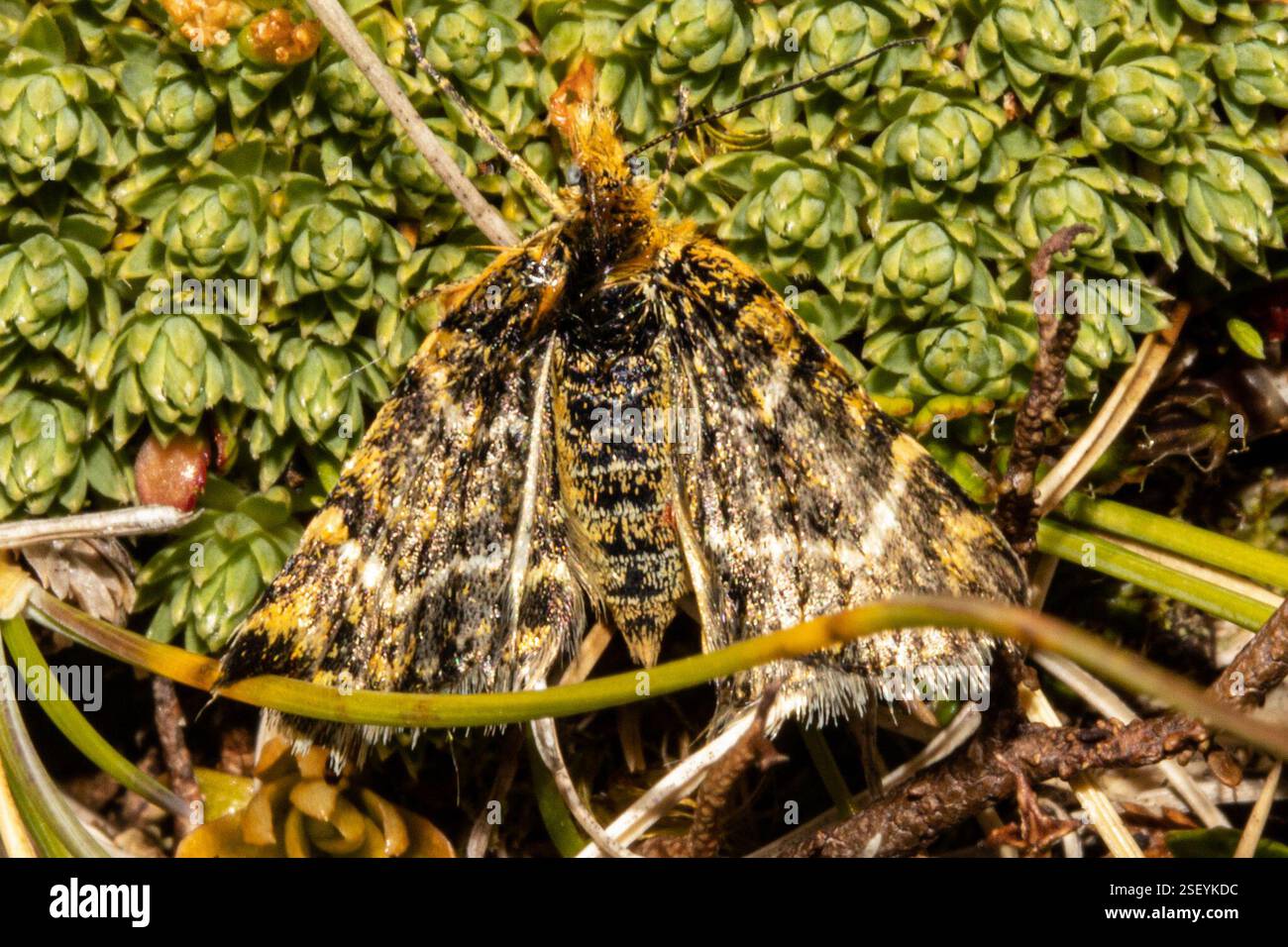 Black and Yellow Kelleria Looper (Notoreas mechanitis), Insecta ...