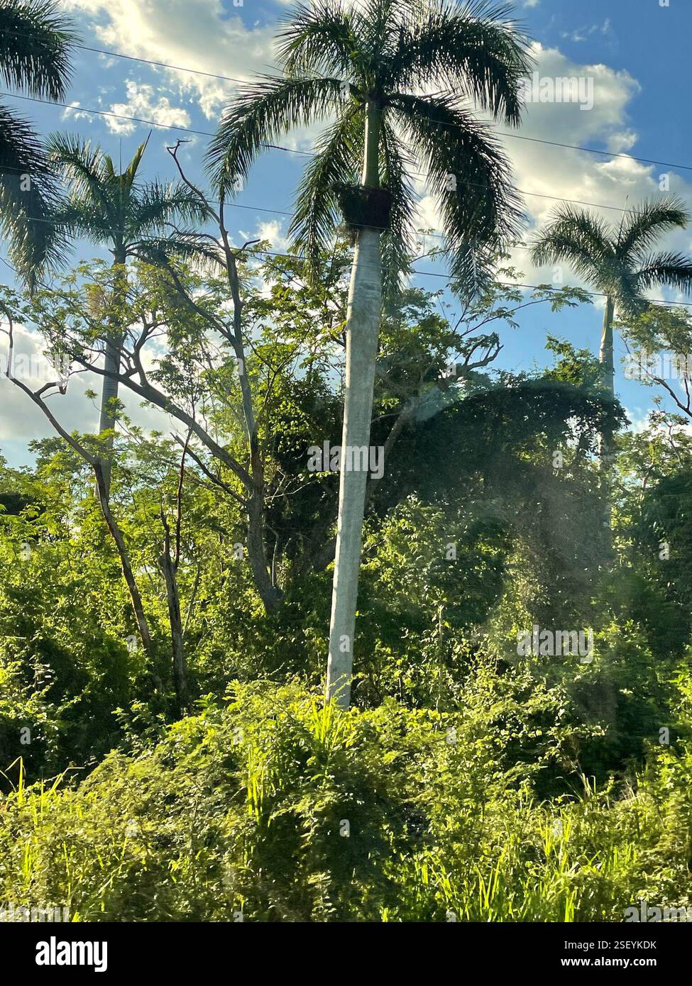 Royal Palm (Roystonea regia), Plantae, Carretera Candelaria Soroa, Pinar del Río, CU, Cuban ...