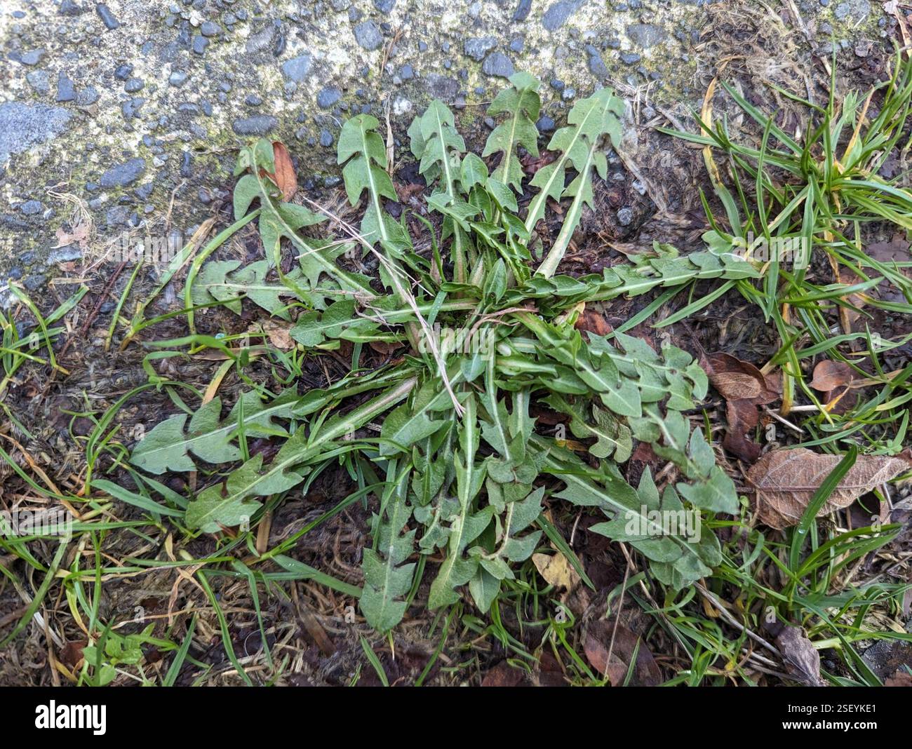 common dandelion (Taraxacum officinale), Plantae, Vancouver, BC V6E 2E1 ...