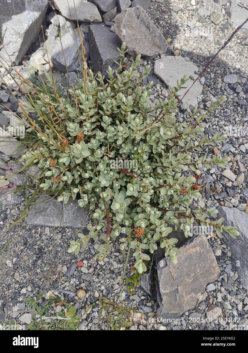 (Veronica pinguifolia), Plantae, Selwyn, NZ-CA, NZ, Each line of ...
