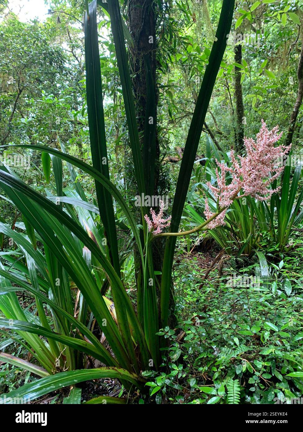 Stream Lily (Helmholtzia glaberrima), Plantae, Limpinwood Nature ...