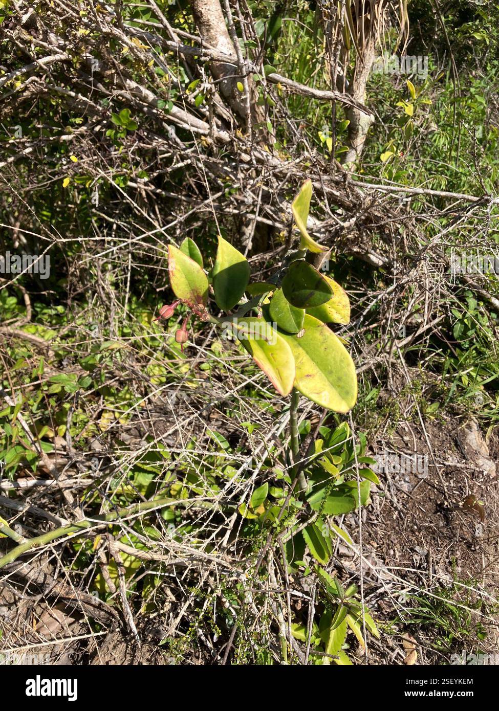 Devil's Backbone (Euphorbia tithymaloides), Plantae, Saint Peter, MS ...