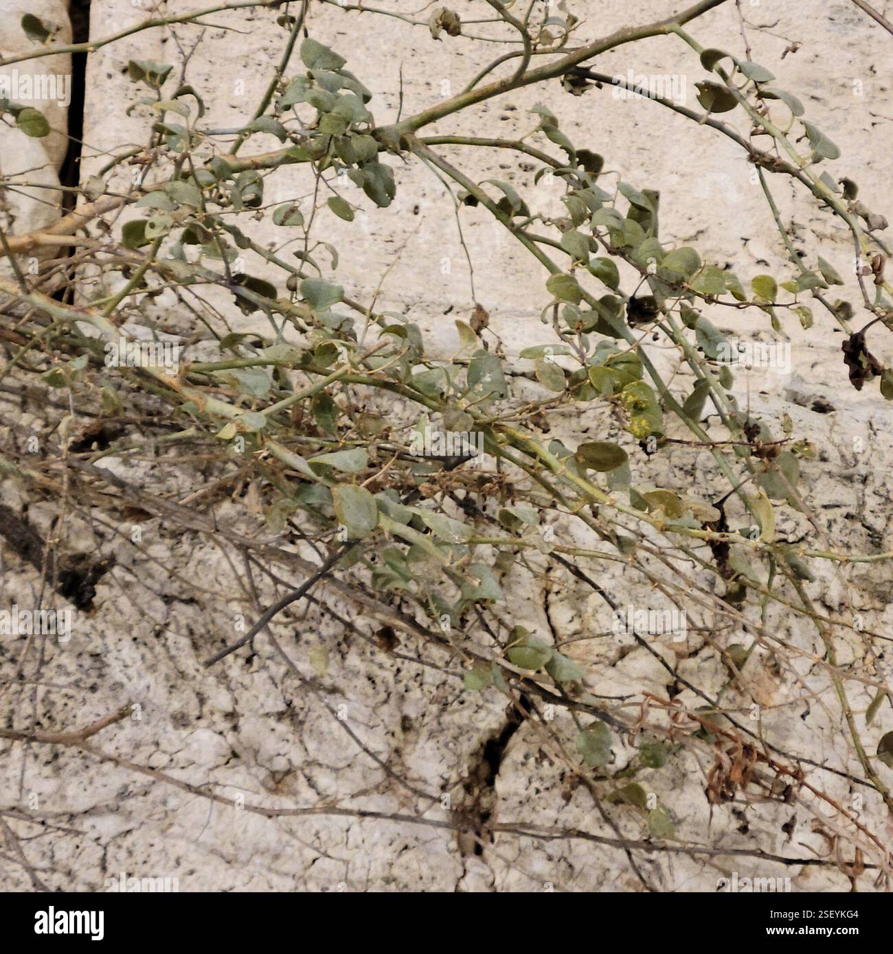 Egyptian Caper (Capparis zoharyi), Plantae, The Jewish Quarter ...