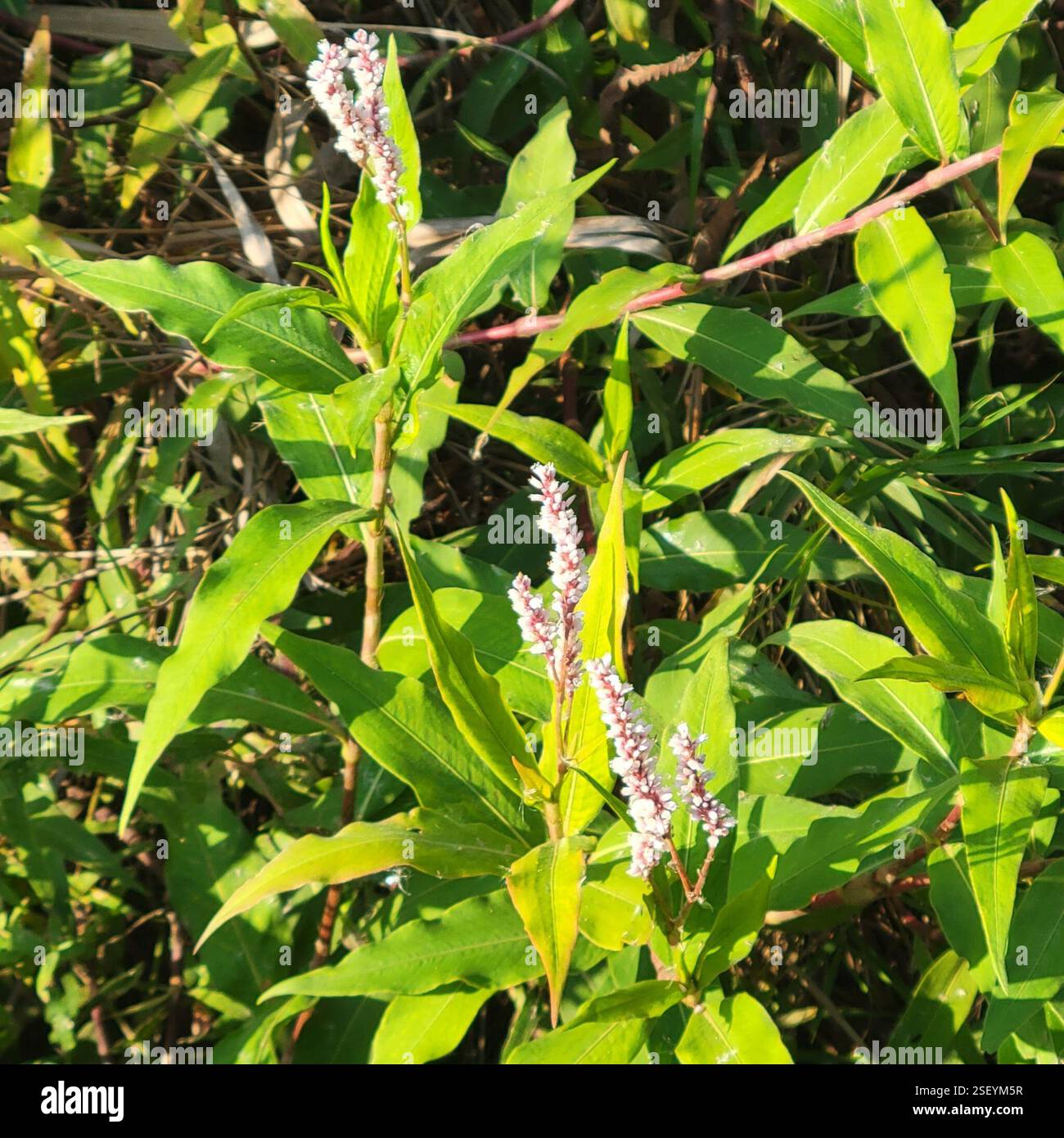 pale smartweed (Persicaria lapathifolia), Plantae, Emek Hulah, Israel ...