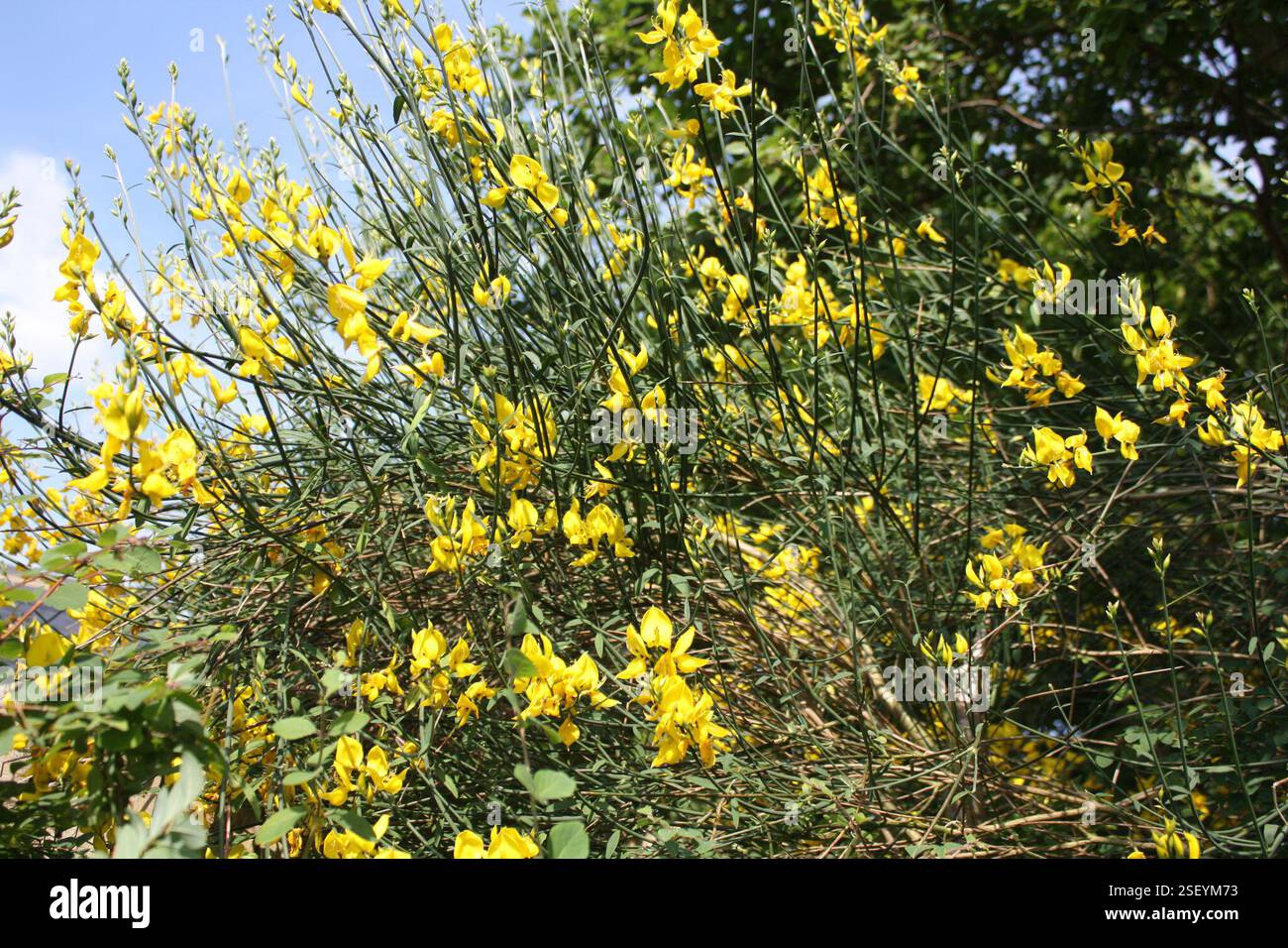 Scotch Broom (Cytisus scoparius), Plantae, Drayton Parslow, Milton ...