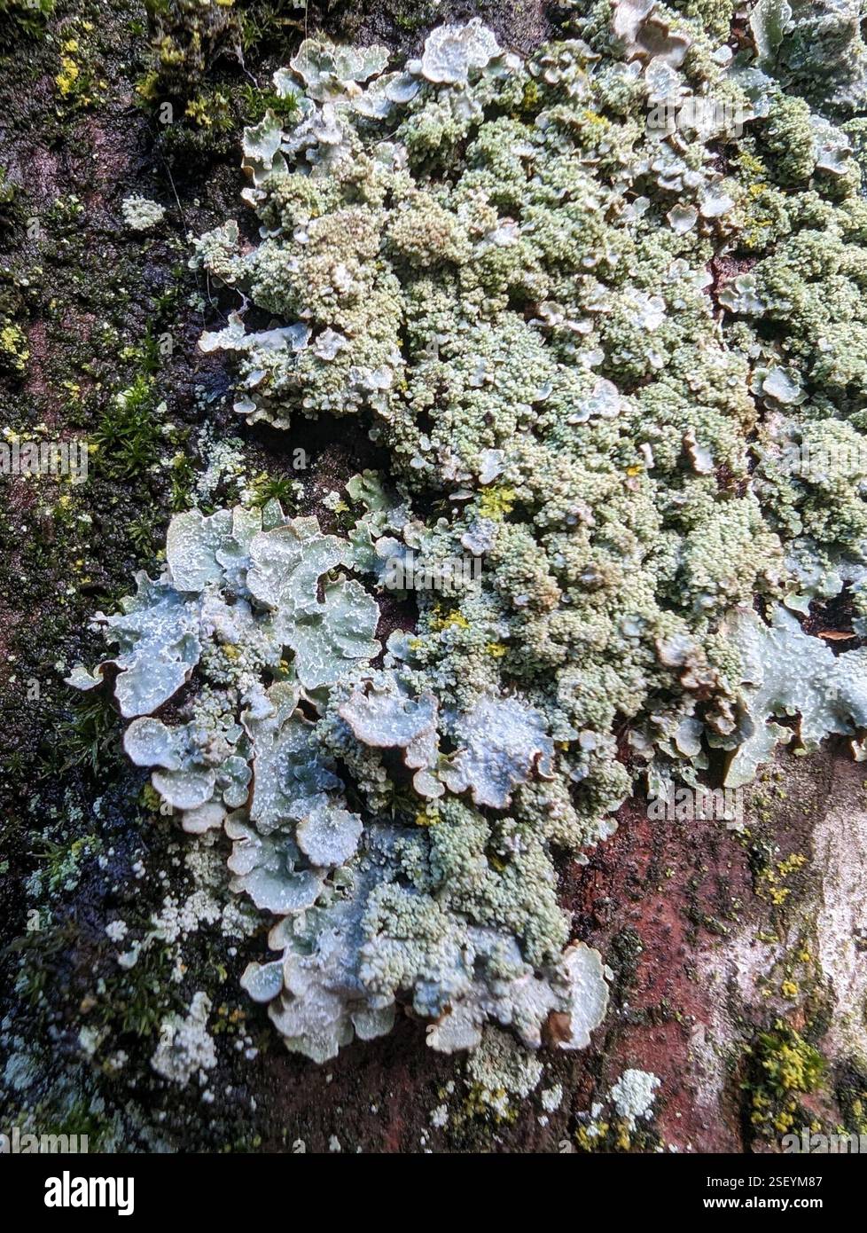 typical shield lichens (Parmelioideae), Fungi, Vancouver, BC V6E 2B4 ...