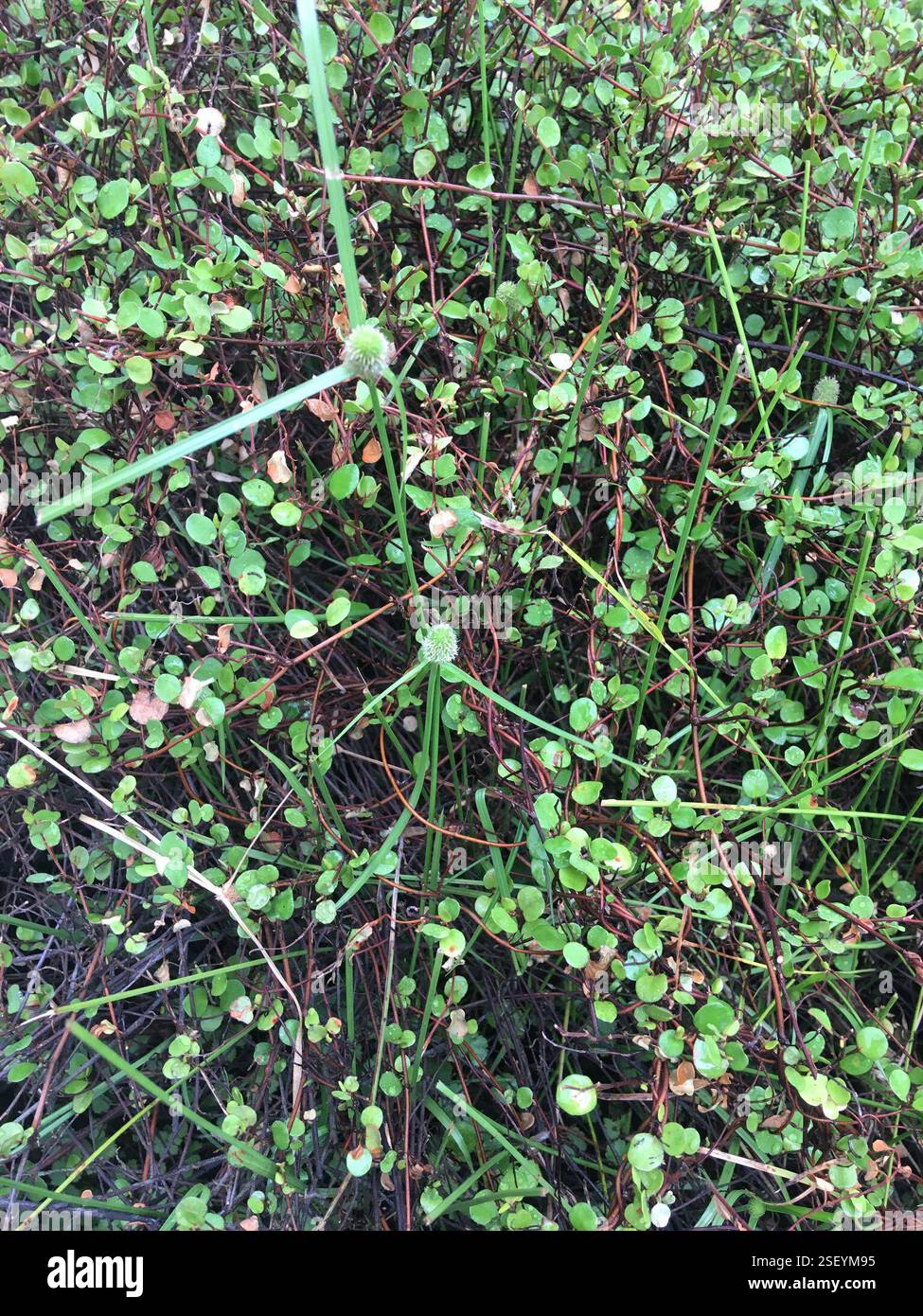 Shortleaf Spikesedge (Cyperus brevifolius), Plantae, North Island ...