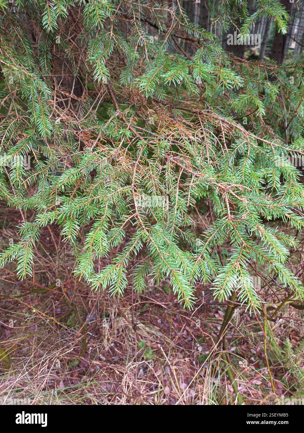 Norway spruce (Picea abies), Plantae, Northumberland, UK Stock Photo ...