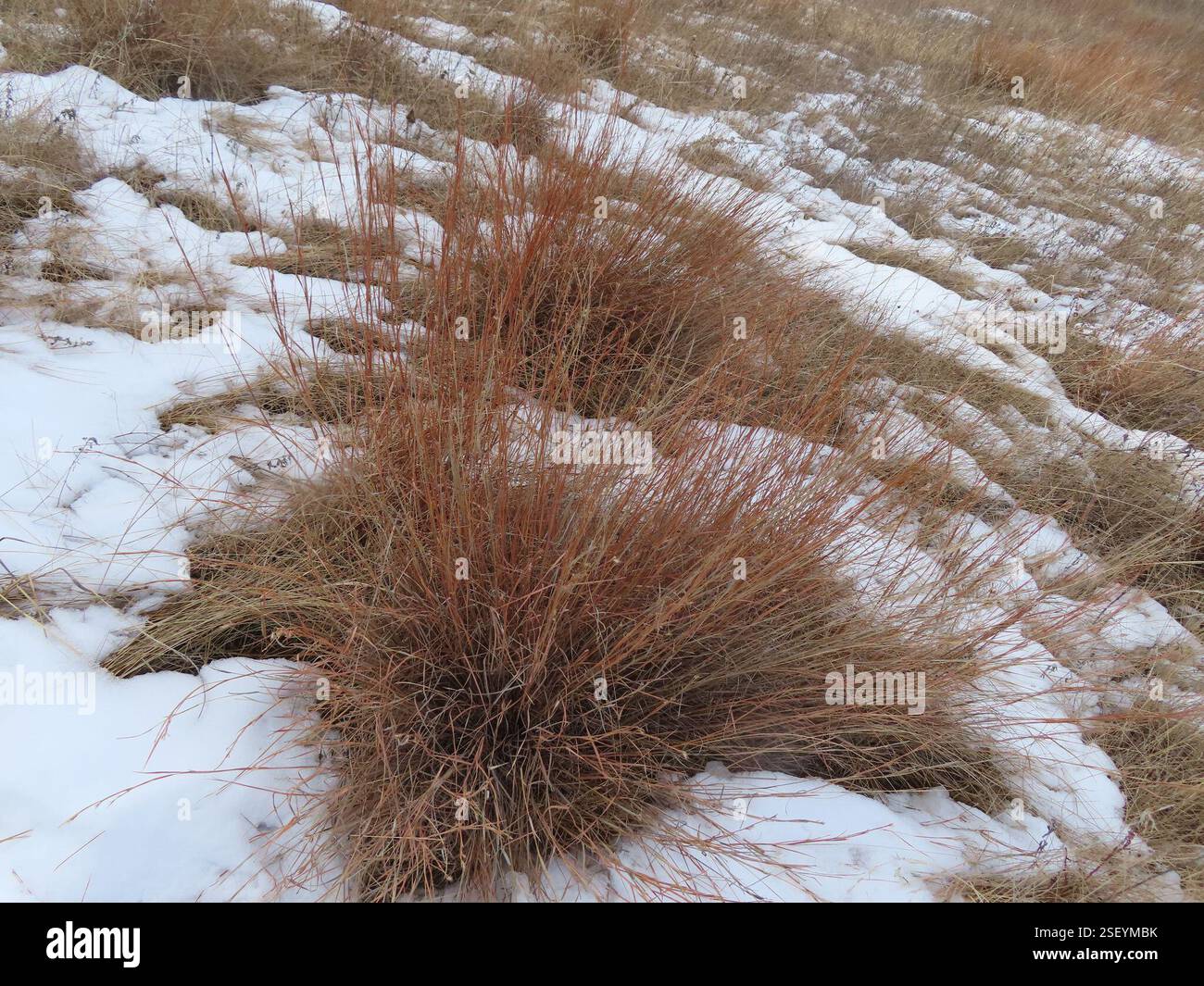 little bluestem (Schizachyrium scoparium), Plantae, Custer County, SD ...
