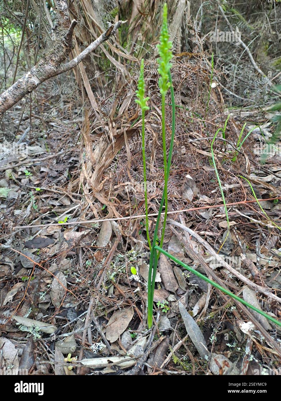 common onion-orchid (Microtis unifolia), Plantae, Manapouri 9679, New ...