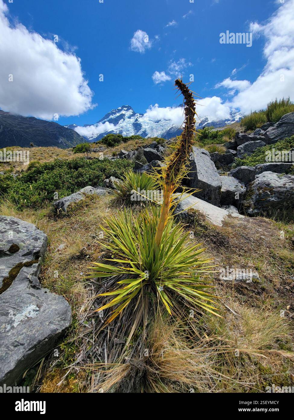 Golden Spaniard (Aciphylla aurea), Plantae, 7999, New Zealand Stock ...