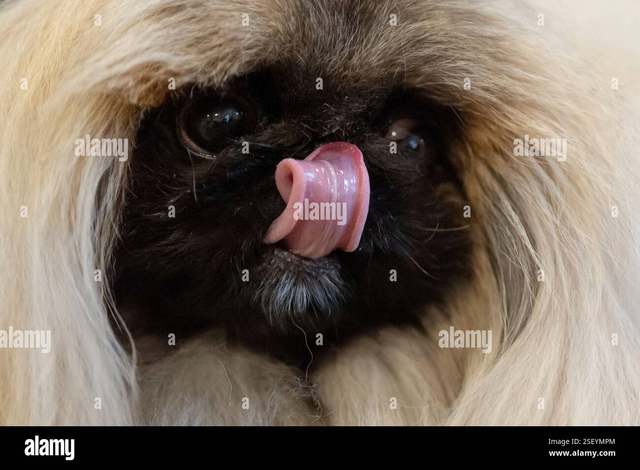 President of the Westminster Kennel Club Donald Sturz, not pictured ...