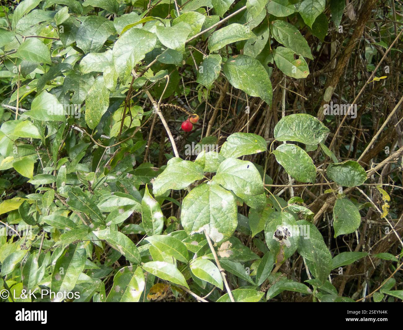 soapberry family (Sapindaceae), Plantae, Orange Walk District, Belize ...