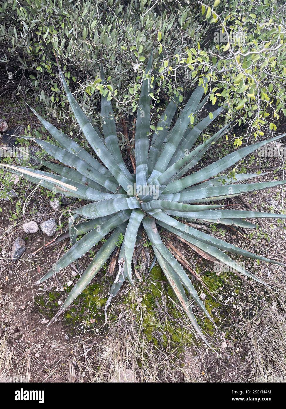 century plants (Agave), Plantae, Coronado National Forest, Tucson, AZ ...