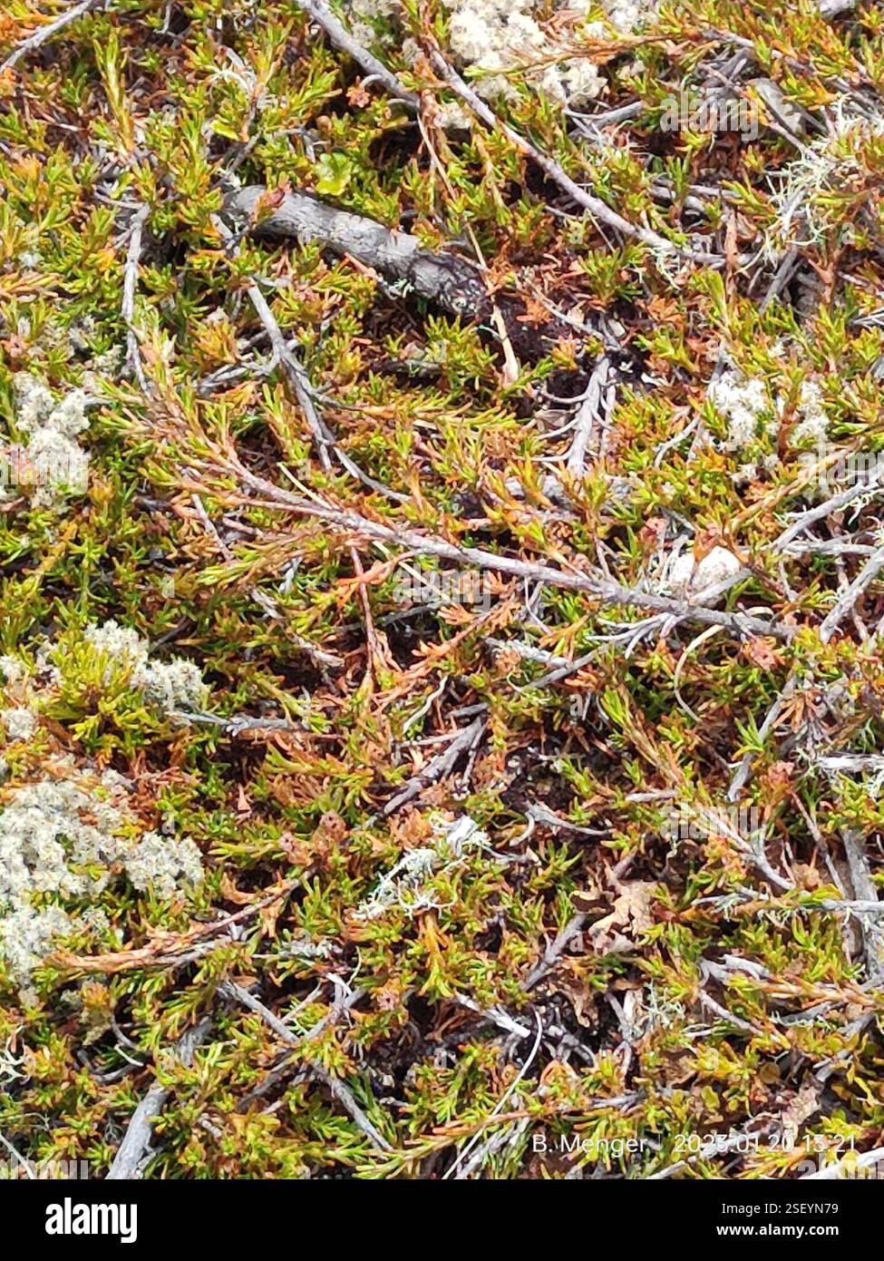 (Dracophyllum pronum), Plantae, Selwyn, NZ-CA, NZ Stock Photo - Alamy