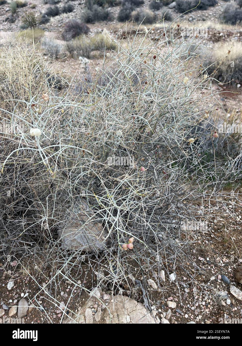 Paperbag Bush (Scutellaria mexicana), Plantae, Grand Canyon - Parashant ...