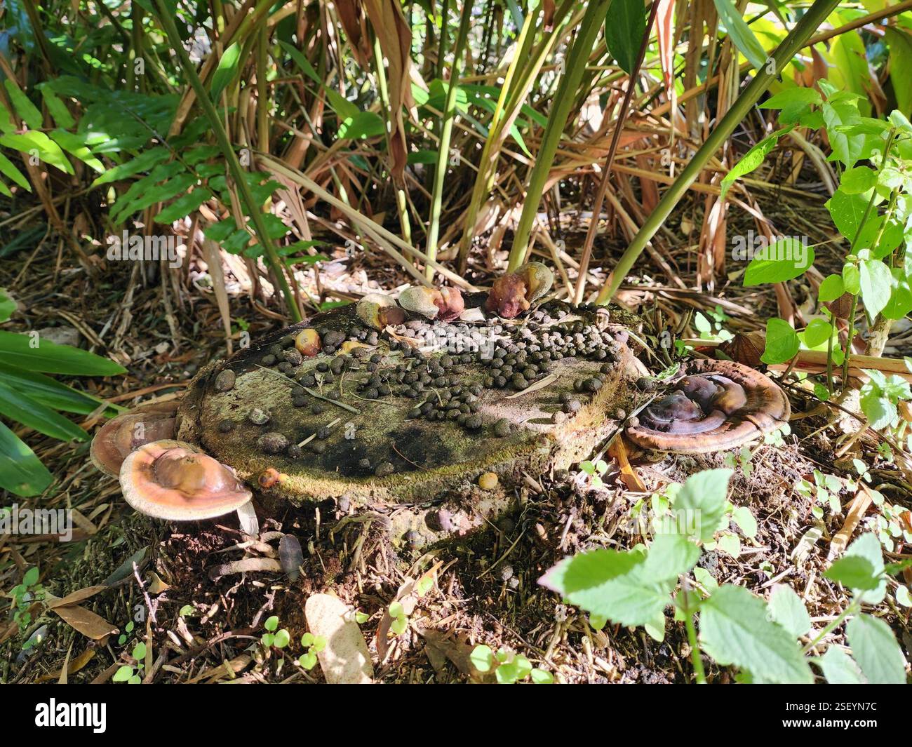 Artist's Brackets, Reishi, and Allies (Ganoderma), Fungi, Bay Lake, FL ...
