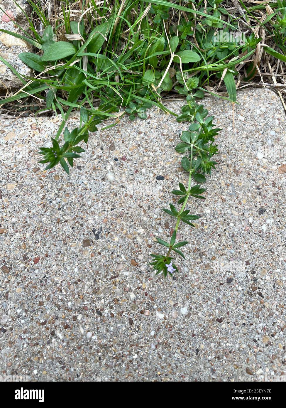 Field madder (Sherardia arvensis), Plantae, Lake Rd, Belton, TX, US ...