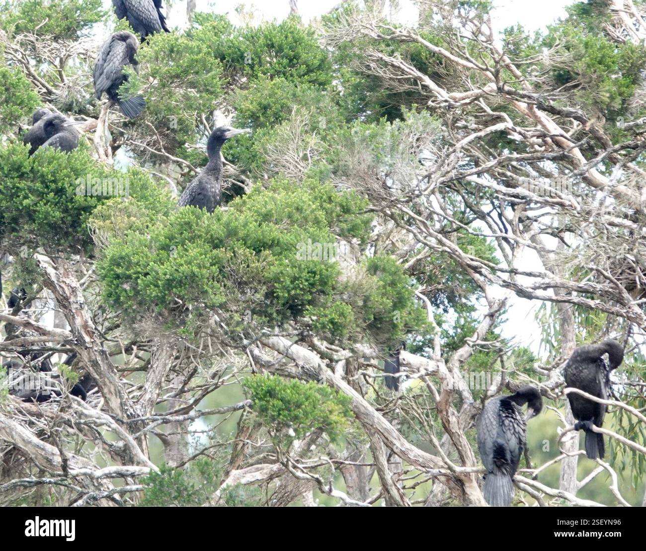 Little Black Cormorant (Phalacrocorax sulcirostris), Aves, Wheelers ...
