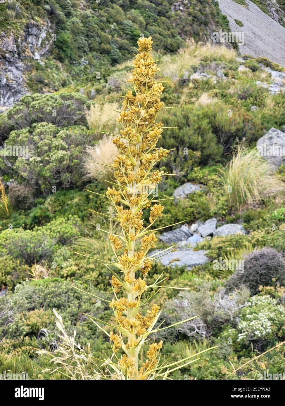 (Aciphylla scott-thomsonii), Plantae, 7999, New Zealand Stock Photo - Alamy