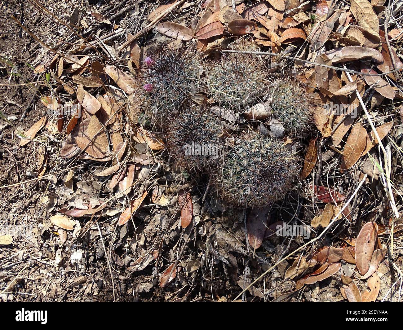 Mammillaria discolor hi-res stock photography and images - Alamy