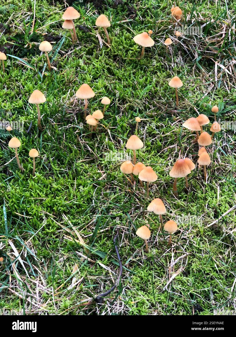 common conecap (Conocybe tenera), Fungi, Simon Fraser University ...