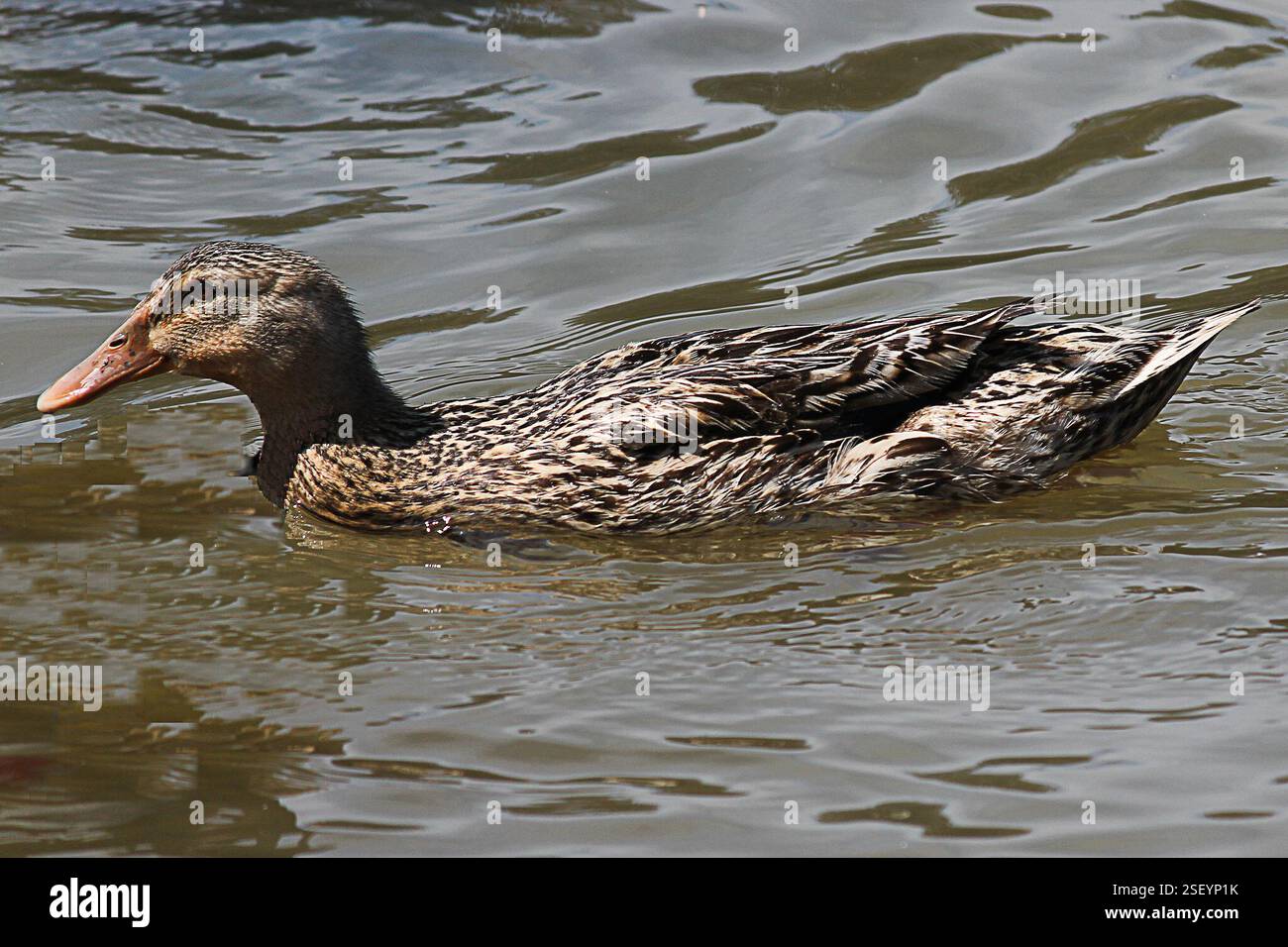 Domestic Mallard (Anas platyrhynchos domesticus), Aves, Toowoomba QLD ...