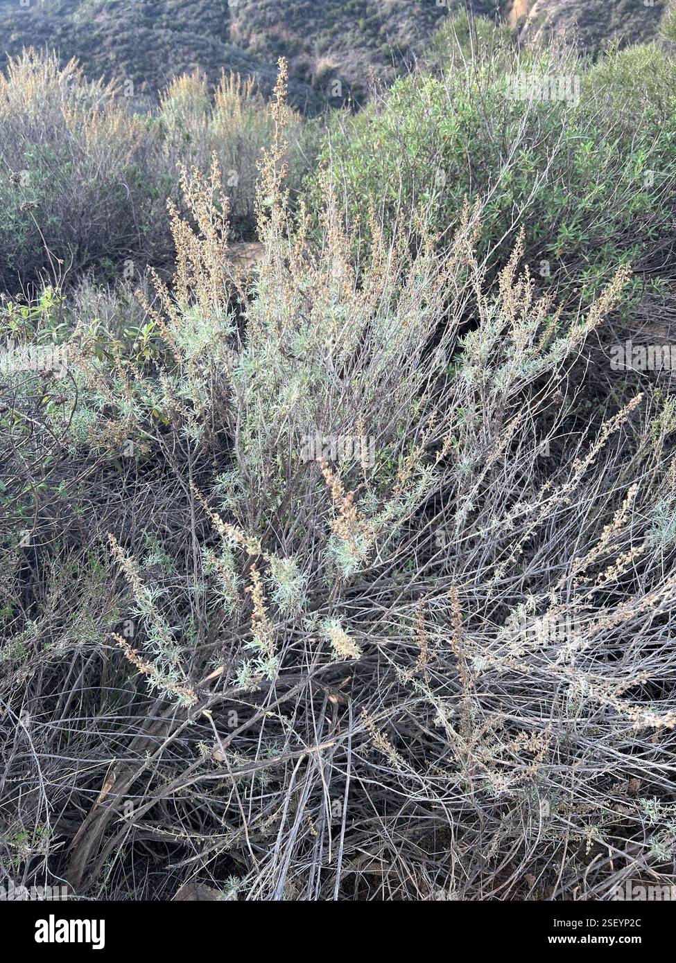 California sagebrush (Artemisia californica), Plantae, Riverside County ...
