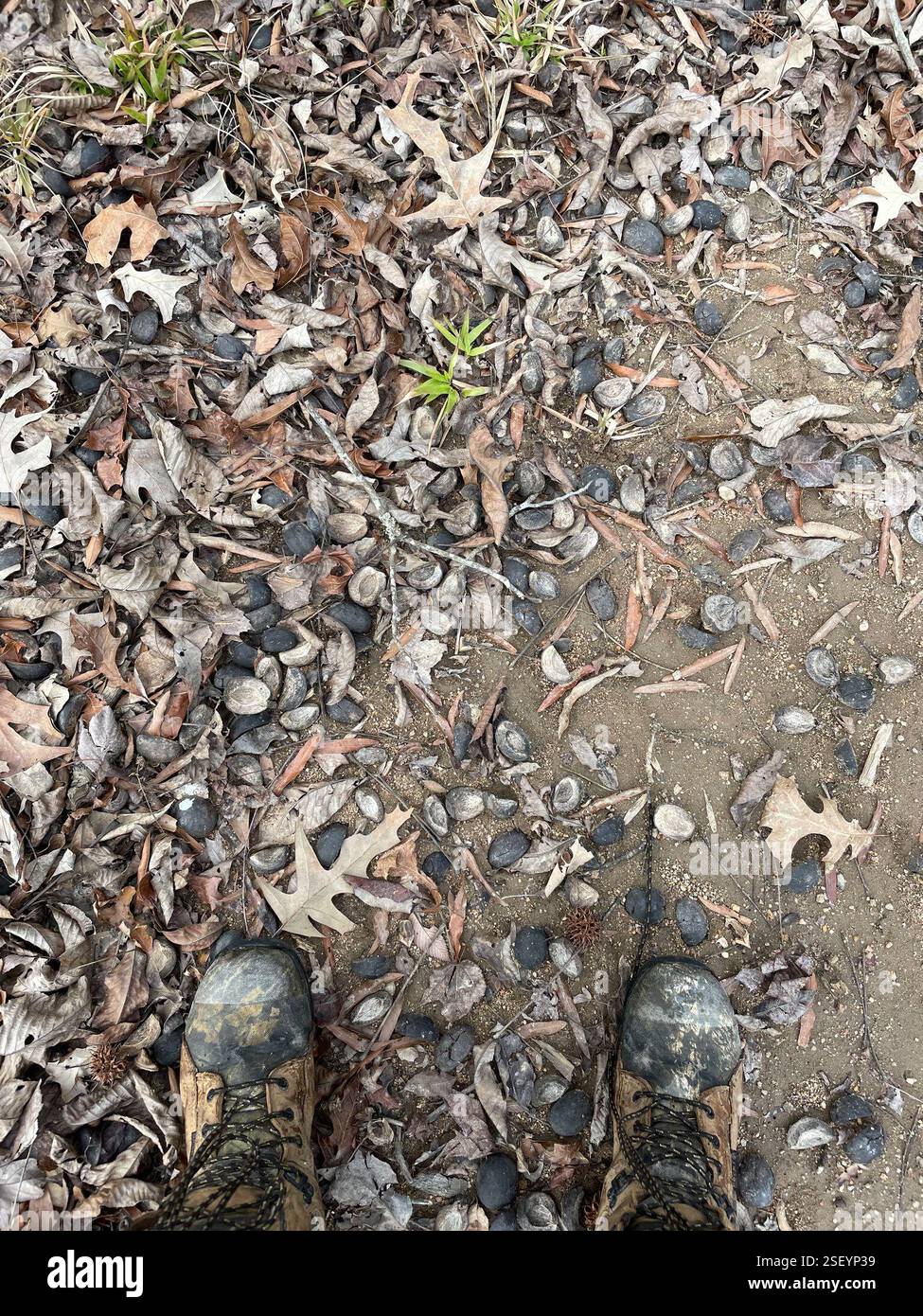 shagbark hickory (Carya ovata), Plantae, North Carolina, US, Bottom of ...