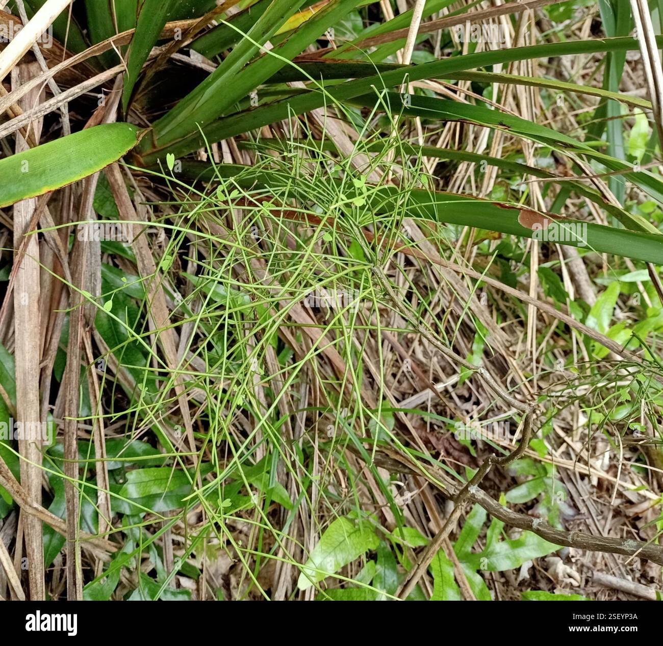 New Zealand common broom (Carmichaelia australis), Plantae ...