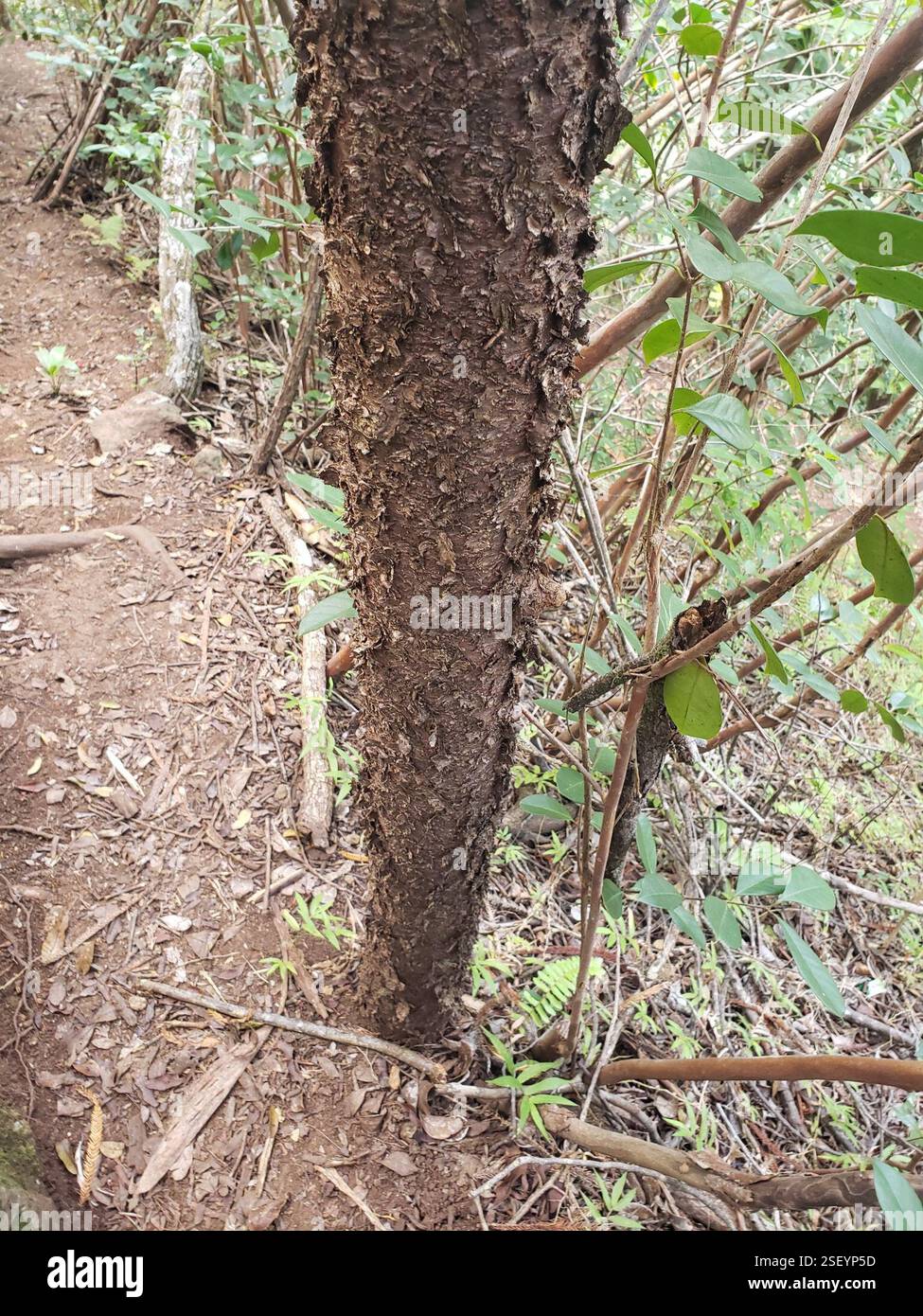 Cook pine (Araucaria columnaris), Plantae, Waimalu, HI, USA Stock Photo ...