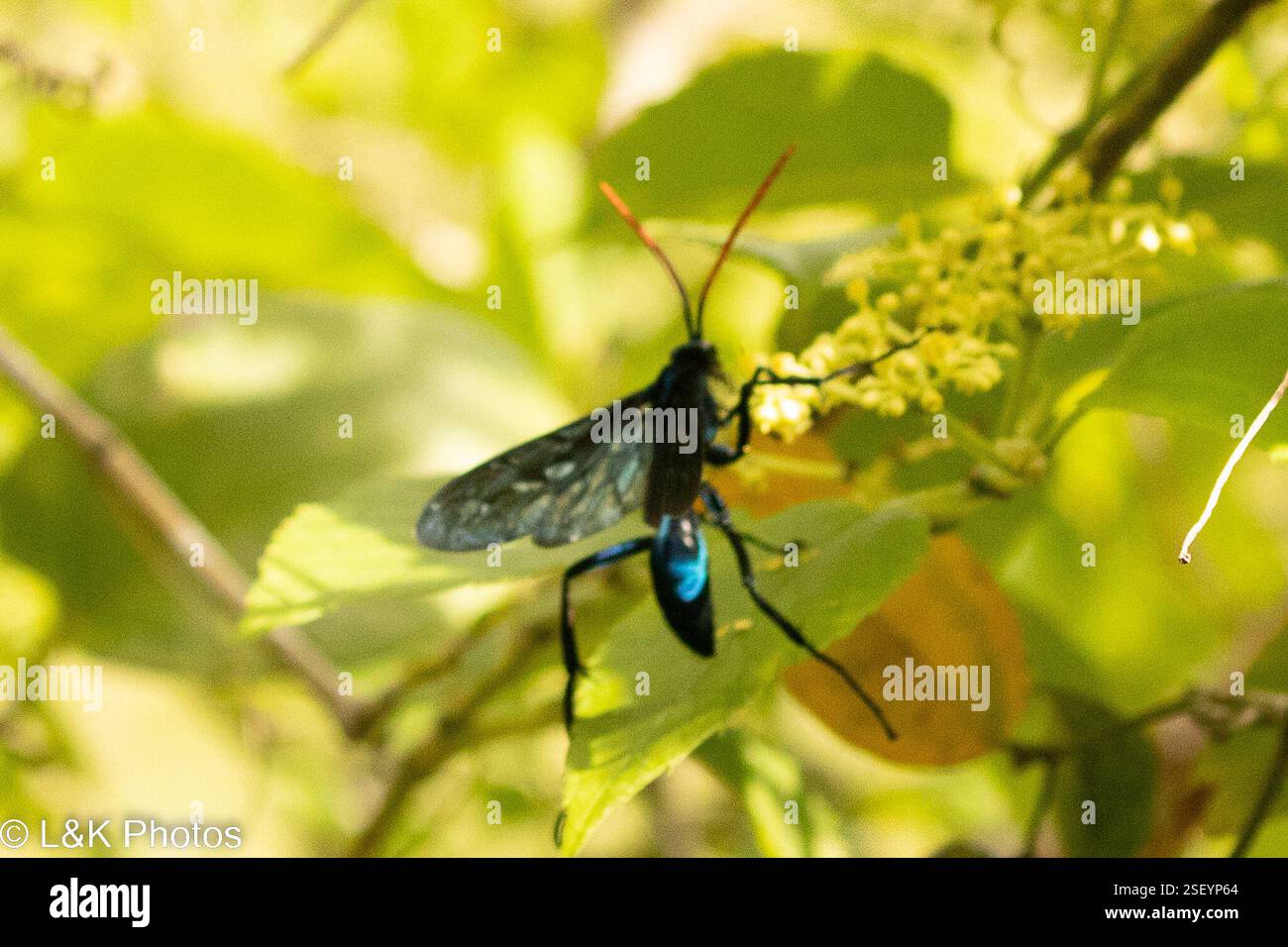 New World Tarantula-hawk Wasps (Pepsis), Insecta, Belize District ...