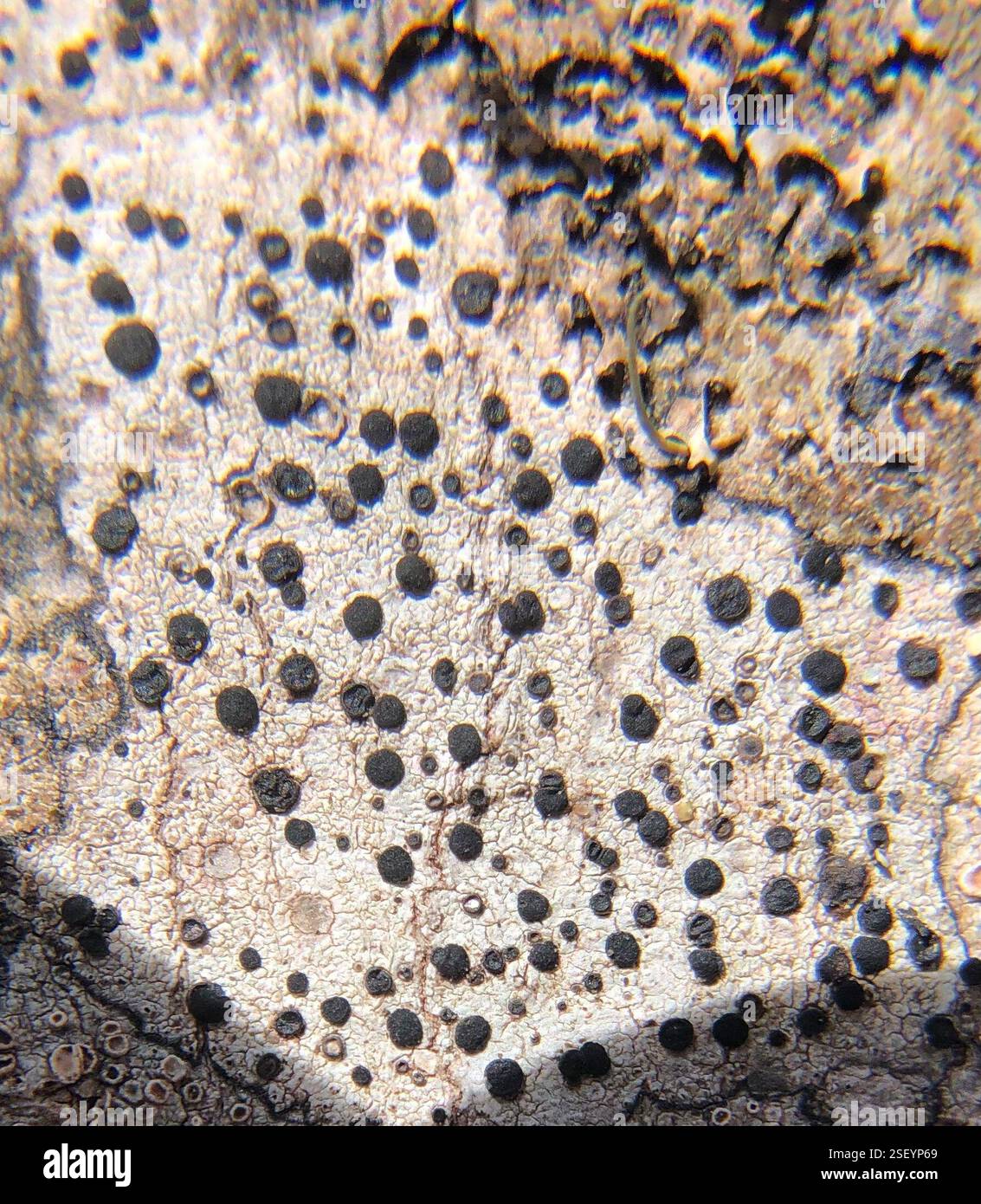 Common Button Lichen (Buellia erubescens), Fungi, Maggie Valley, NC, US ...