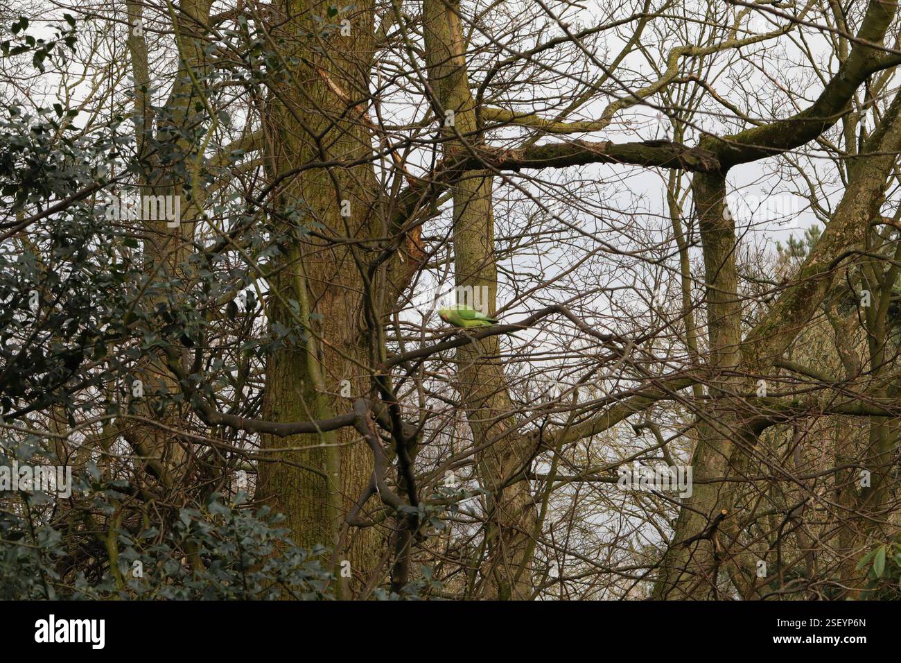 Rose-ringed Parakeet (Psittacula krameri), Aves, Sefton Park, Mossley ...